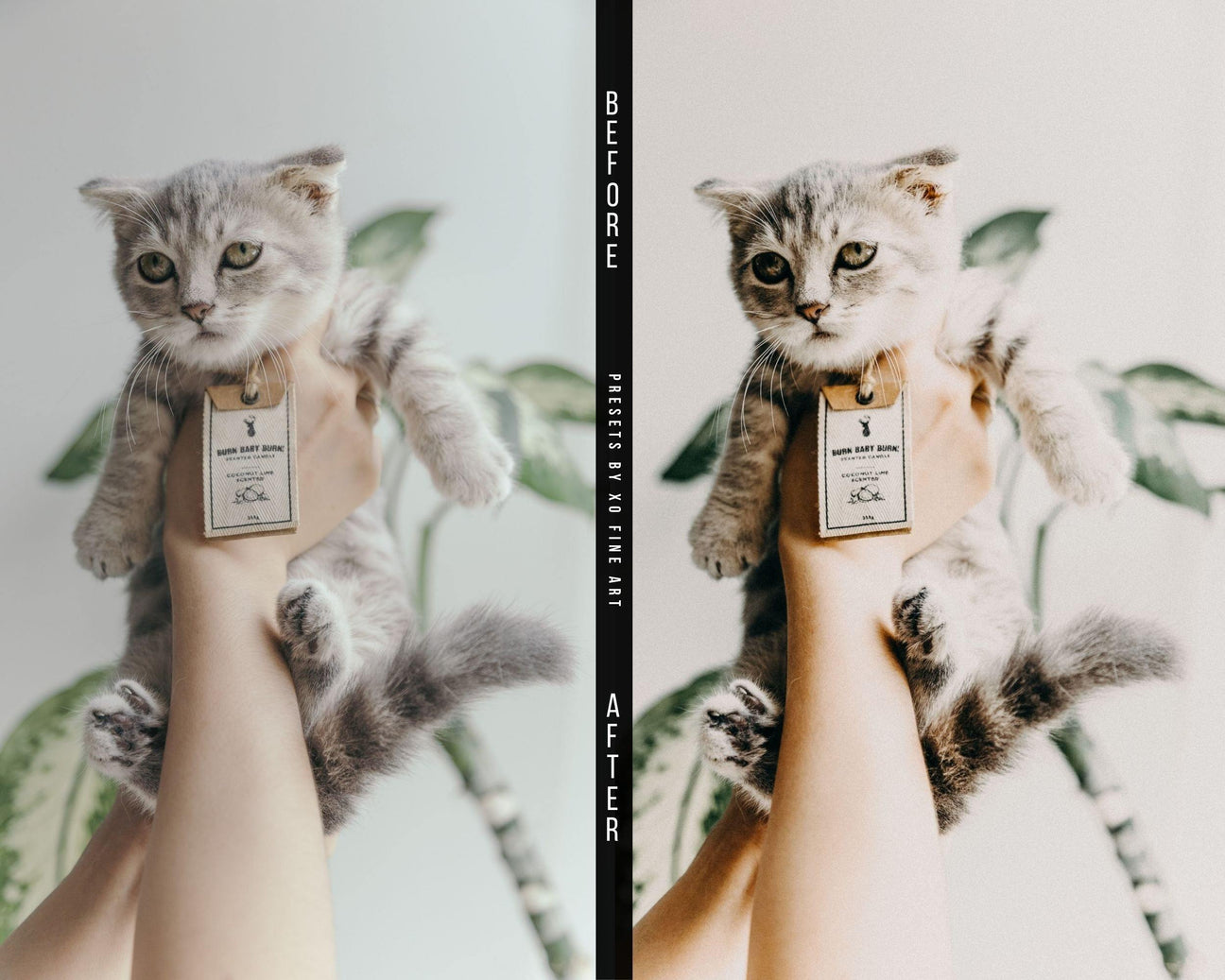 Dogs Presets | XO PETS | Set of 8 | Mobile & Desktop Lightroom Presets ...