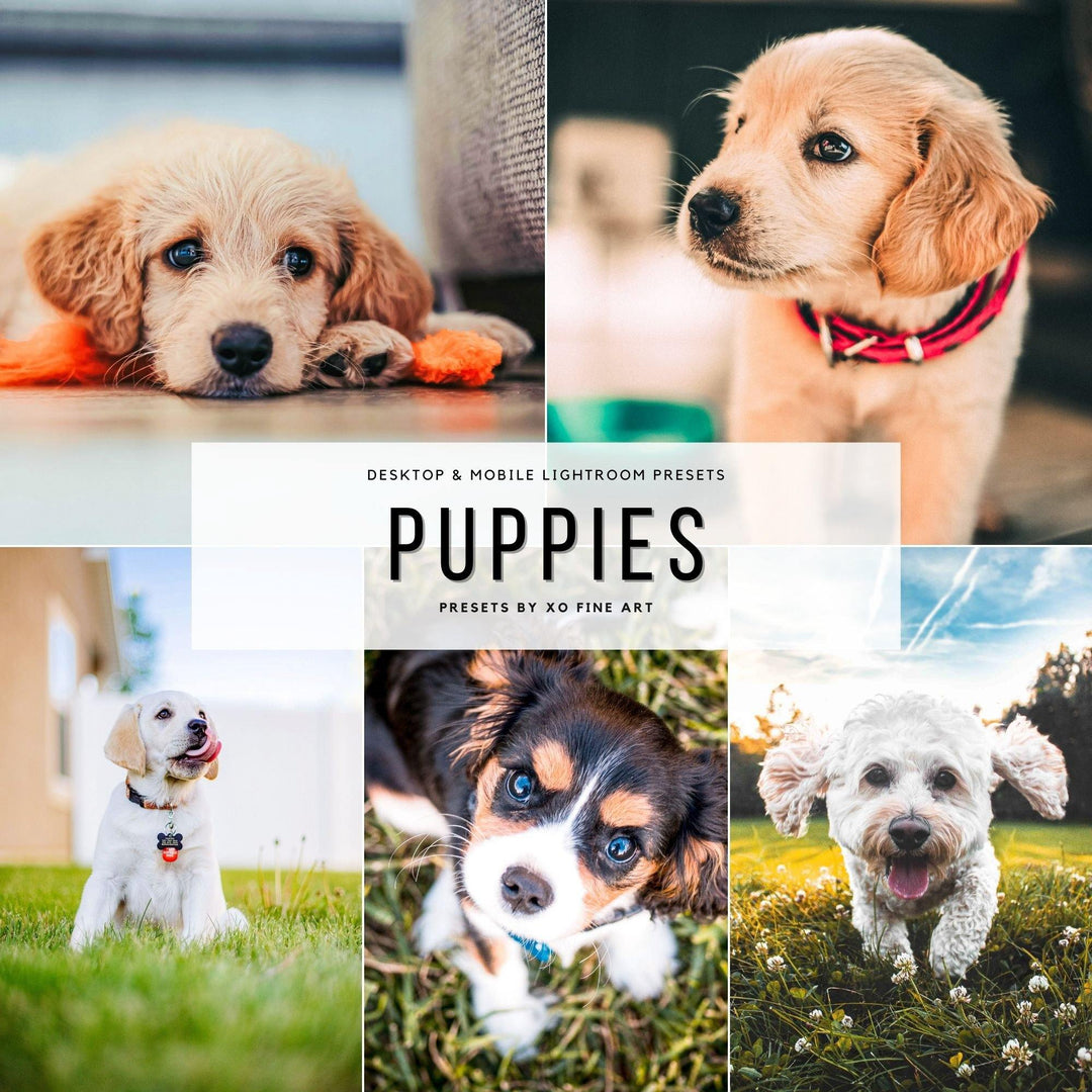 Dogs Presets | XO PUPPIES | Set of 8 | Mobile & Desktop Lightroom Pres ...